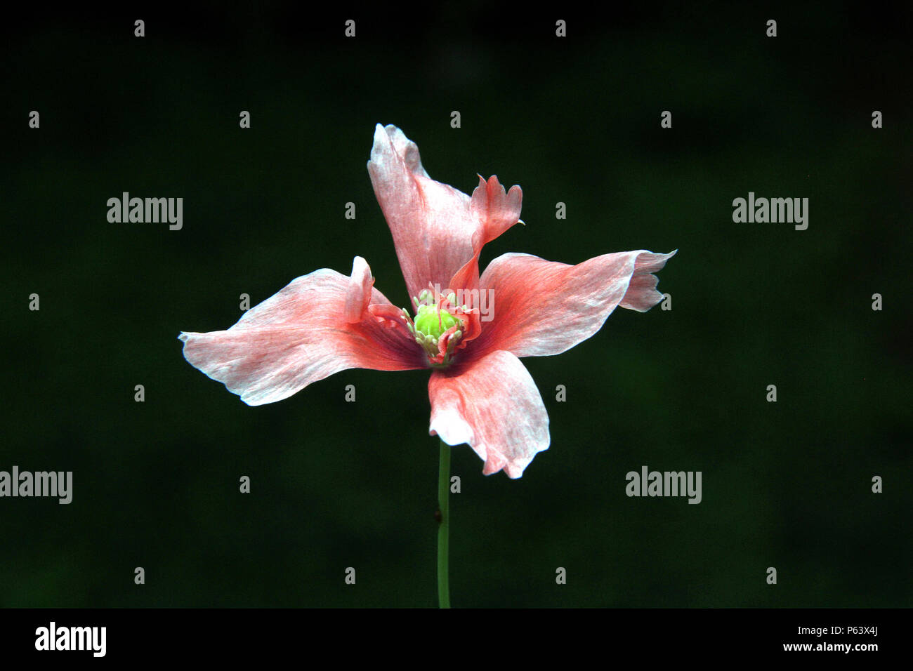 Four petaled flower hi-res stock photography and images - Alamy