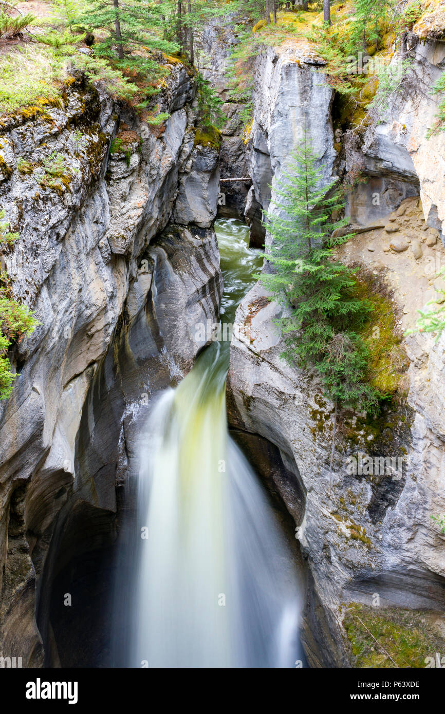 Rainforest jasper hi-res stock photography and images - Alamy