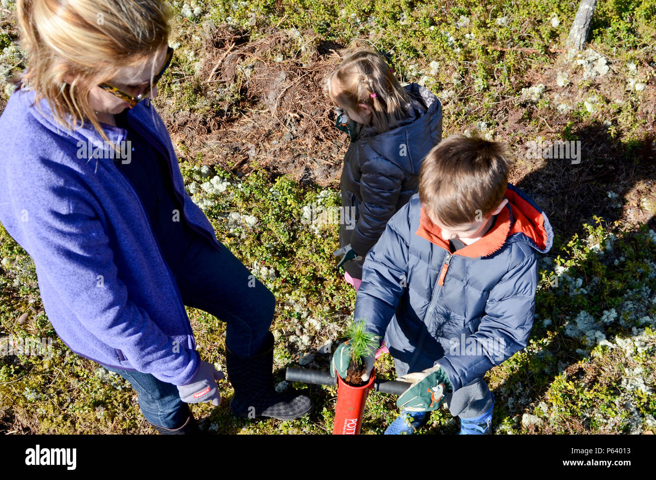 Nicole Johnson and her two children work together to plant the young ...