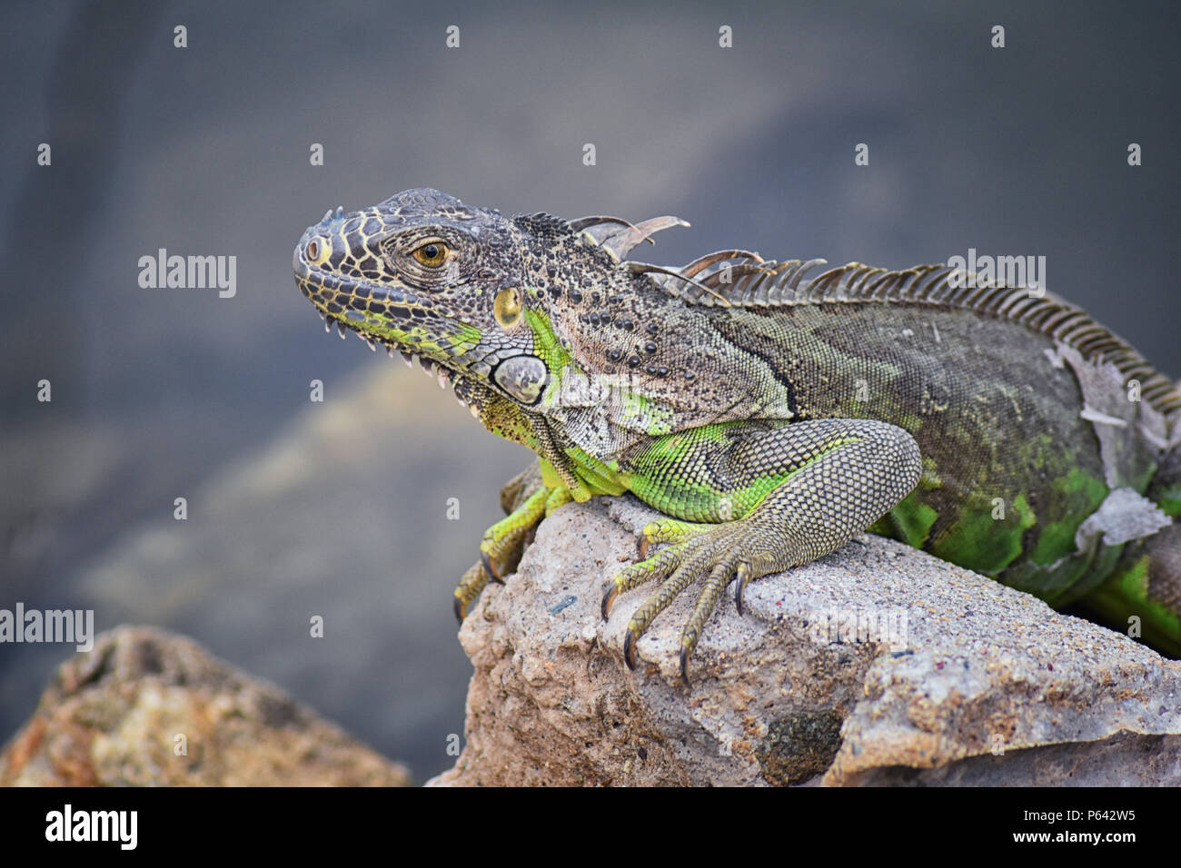 Wild Iguana resting at dusk on rocks in Marina Vallarta in Puerto ...