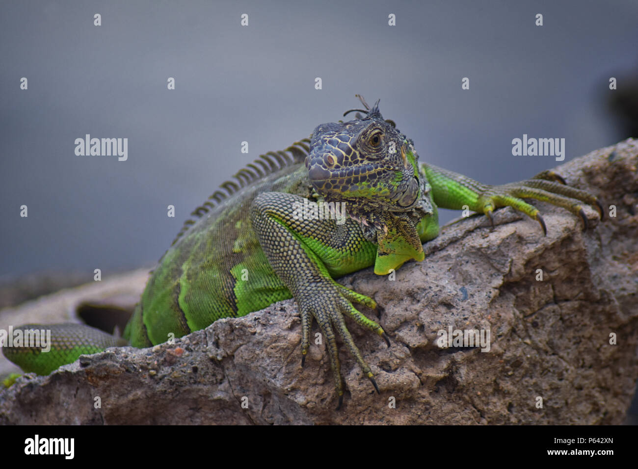 Wild Iguana resting at dusk on rocks in Marina Vallarta in Puerto ...
