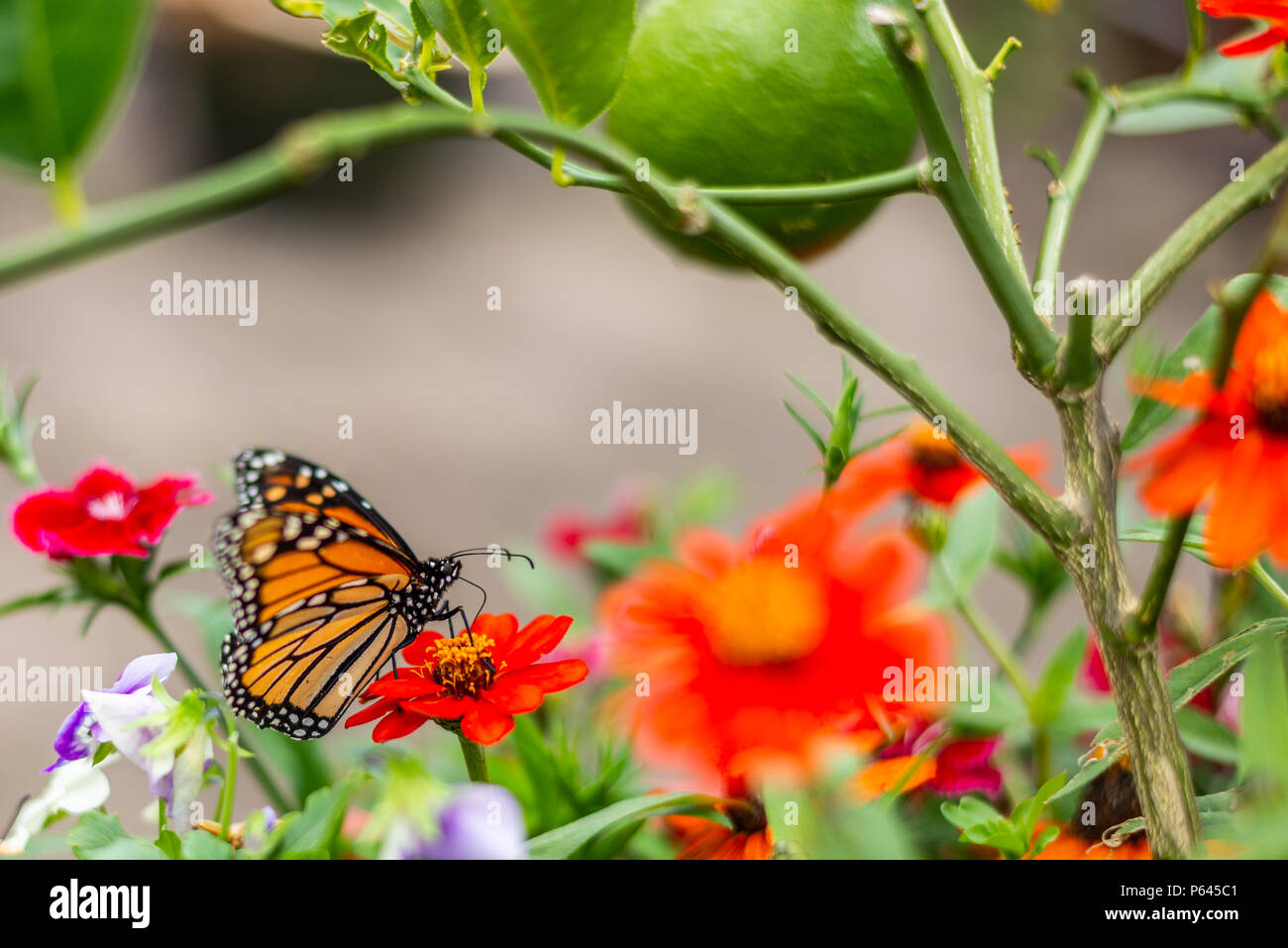 Monarch Butterfly in the Garden Stock Photo - Alamy