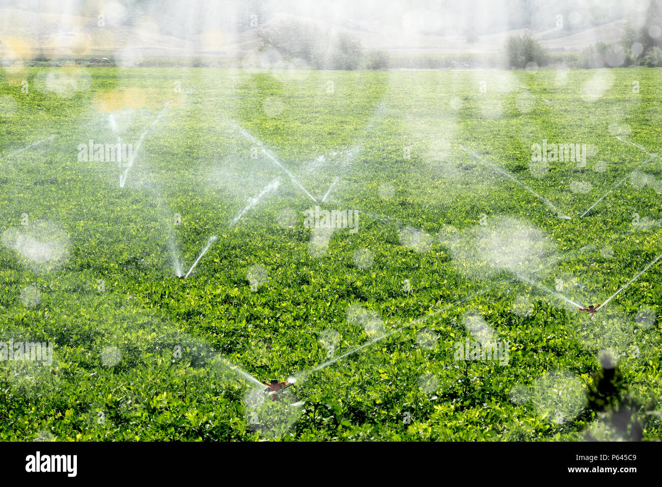 watering green field landscape in rural area and sunbeam Stock Photo ...