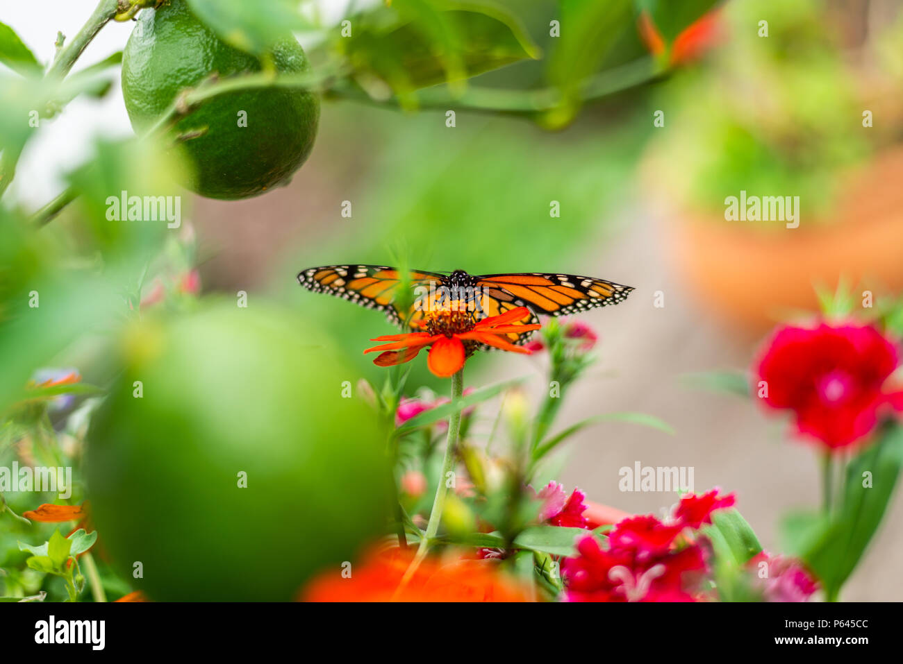 Monarch Butterfly in the Garden Stock Photo - Alamy