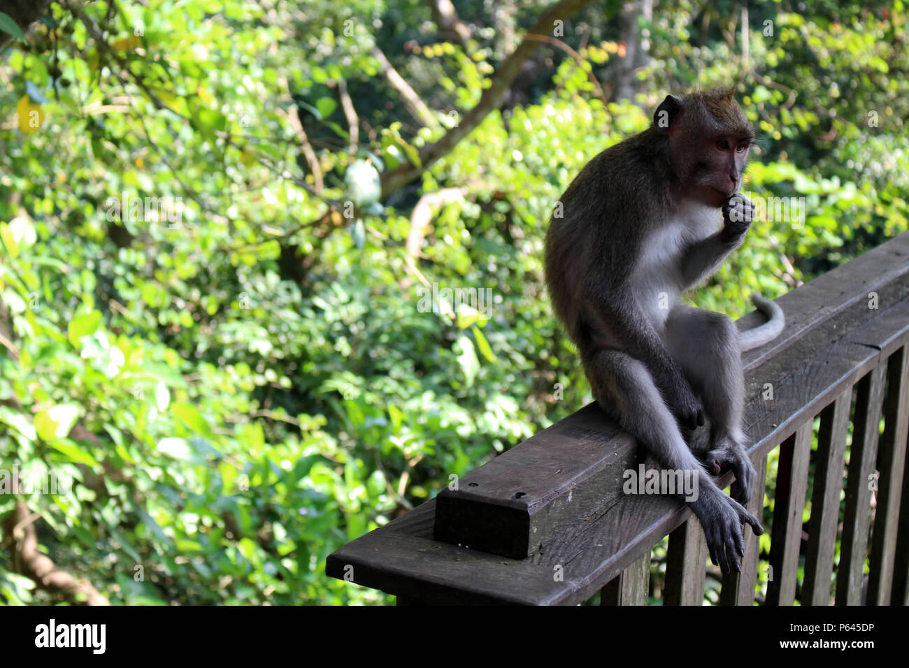 The monkeys & infants hanging around Monkey Forest in Ubud. Taken in ...