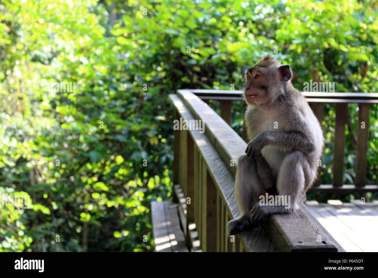 The monkeys & infants hanging around Monkey Forest in Ubud. Taken in ...