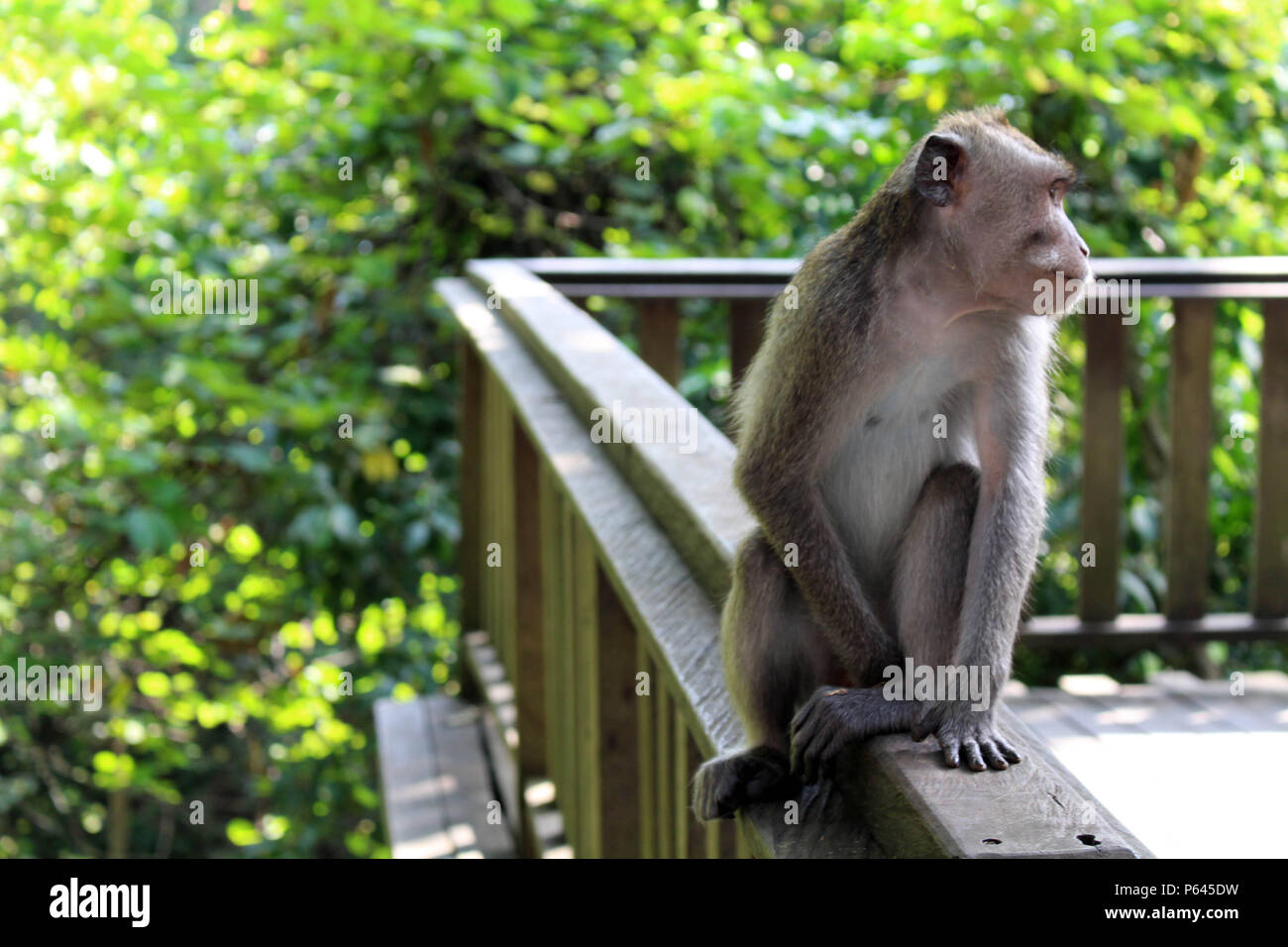 The monkeys & infants hanging around Monkey Forest in Ubud. Taken in ...