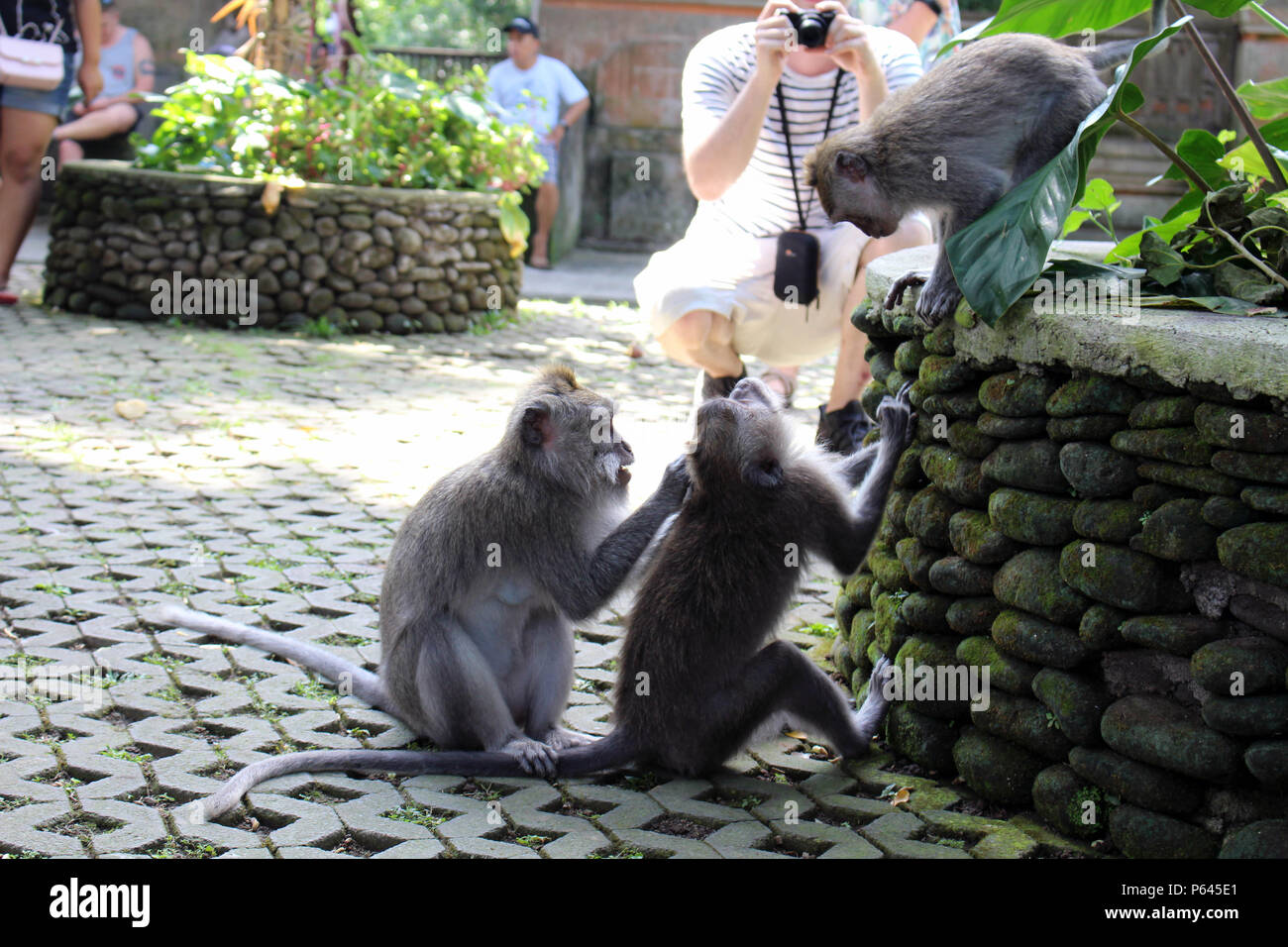 The monkeys & infants hanging around Monkey Forest in Ubud. Taken in ...