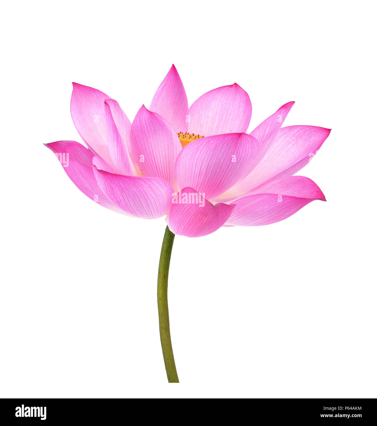 Lotus flower on white background Stock Photo - Alamy