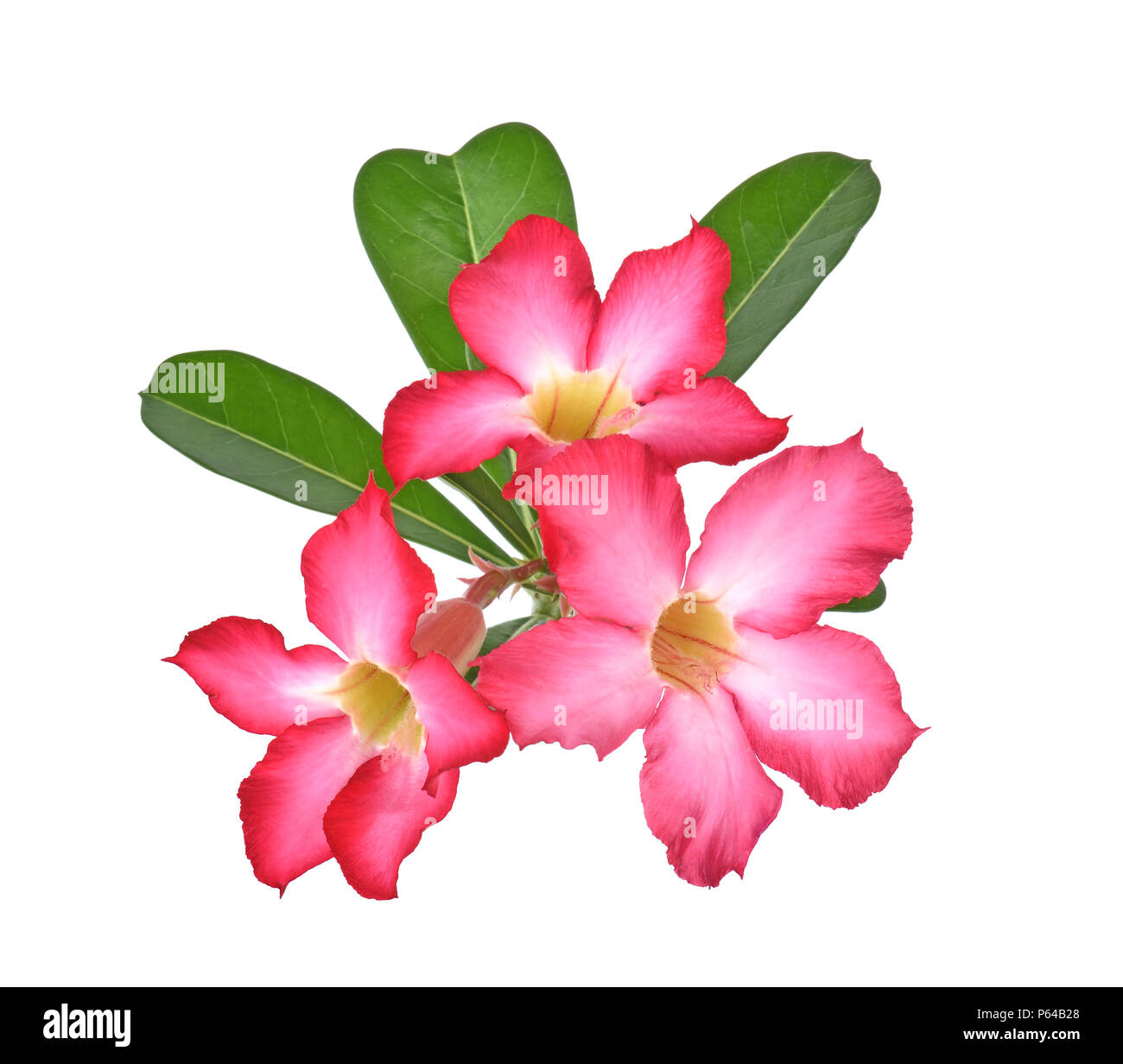 Tropical flower Pink Adenium. on isolated white background Stock Photo ...