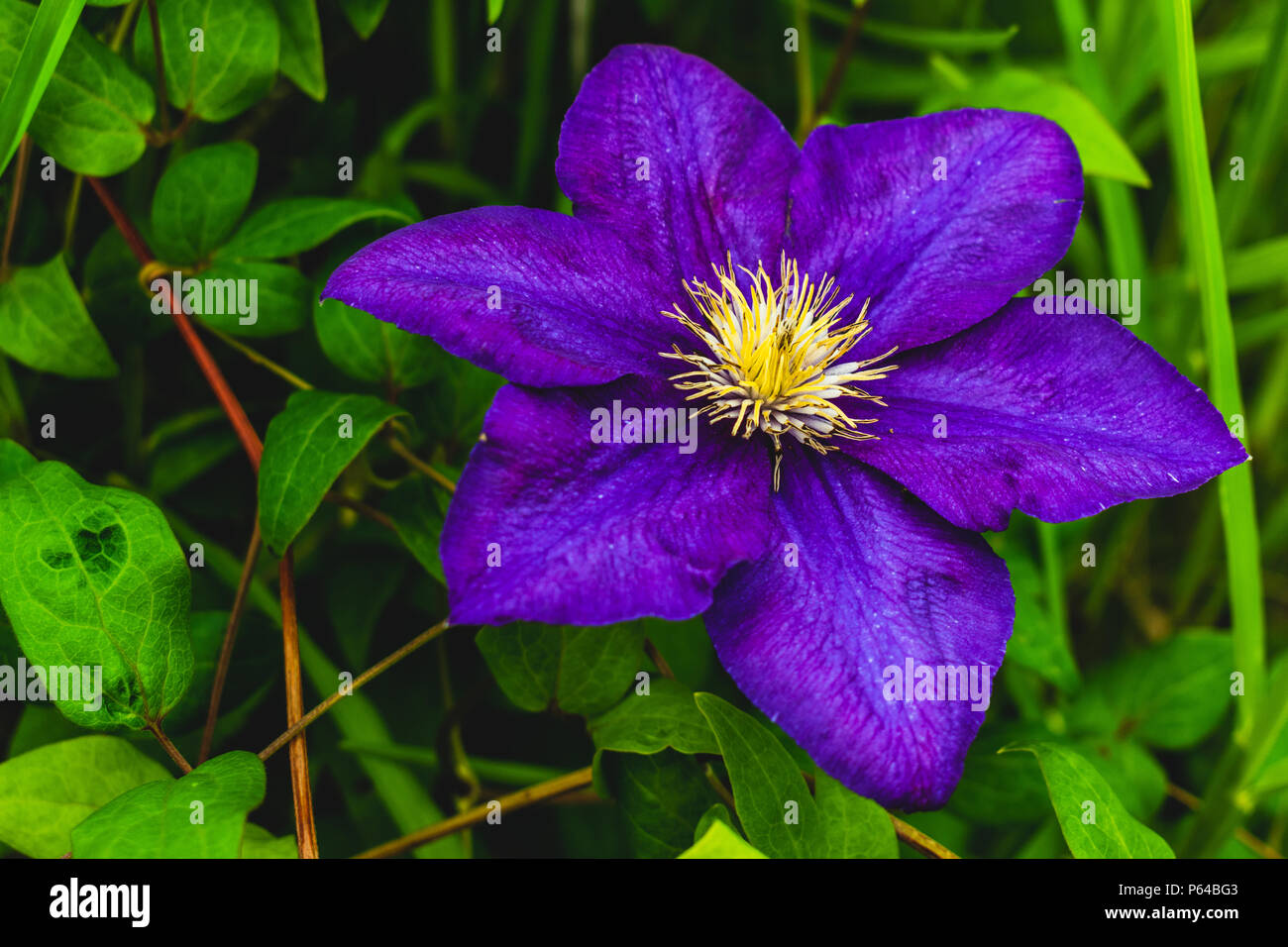 Purple flower in yard hi-res stock photography and images - Alamy