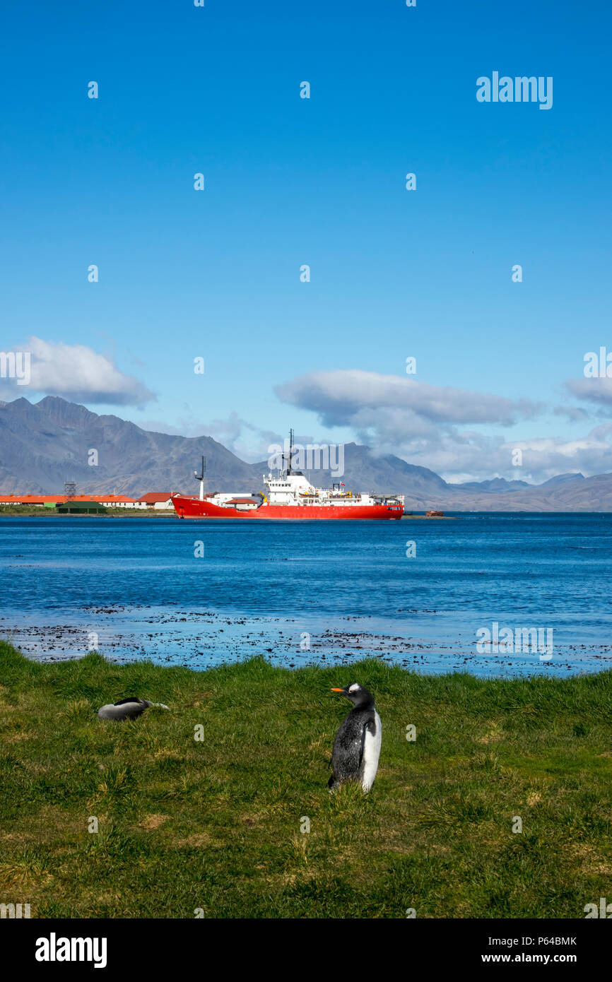Penguin protection hi-res stock photography and images - Alamy