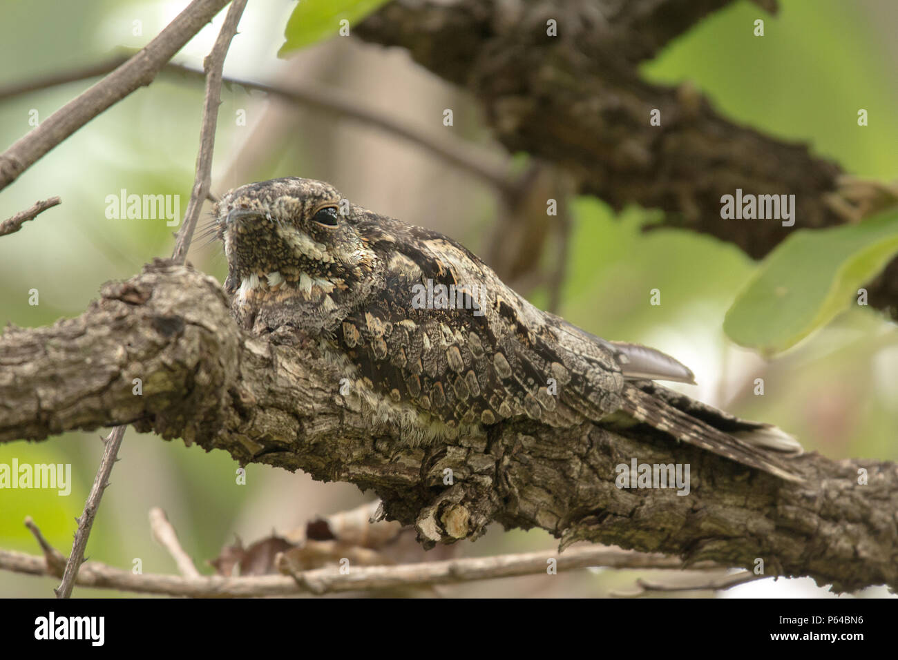 Nightjar picture hi-res stock photography and images - Alamy