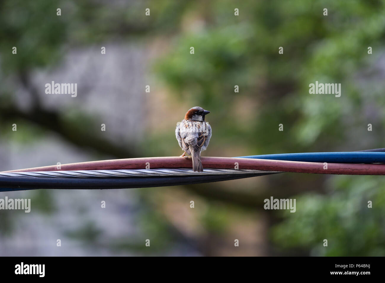House sparrow perched upon a three-phase power line in downtown Toronto ...