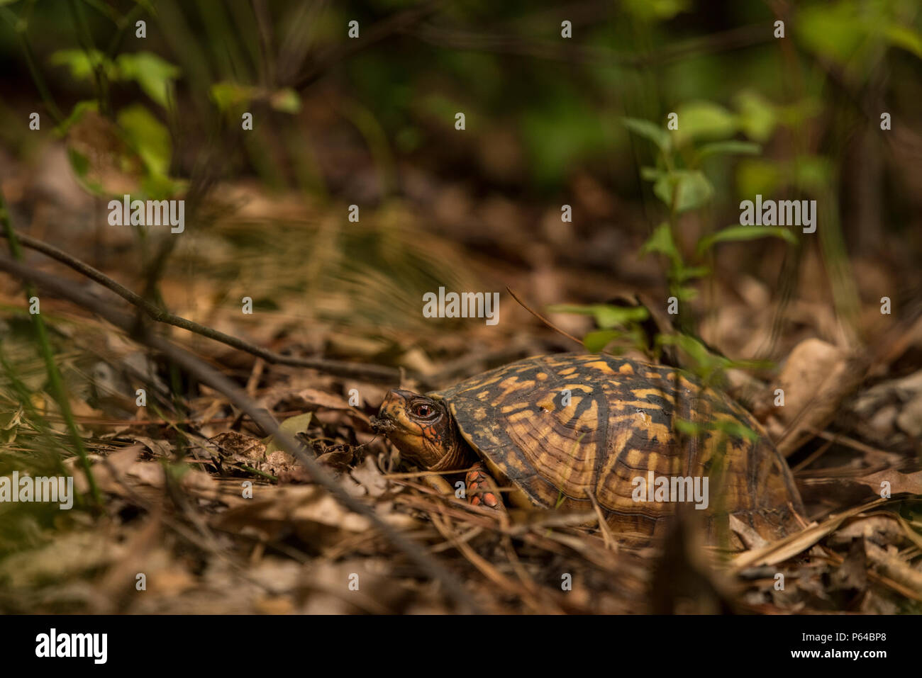 Eastern box turtle shell pattern hi-res stock photography and images ...