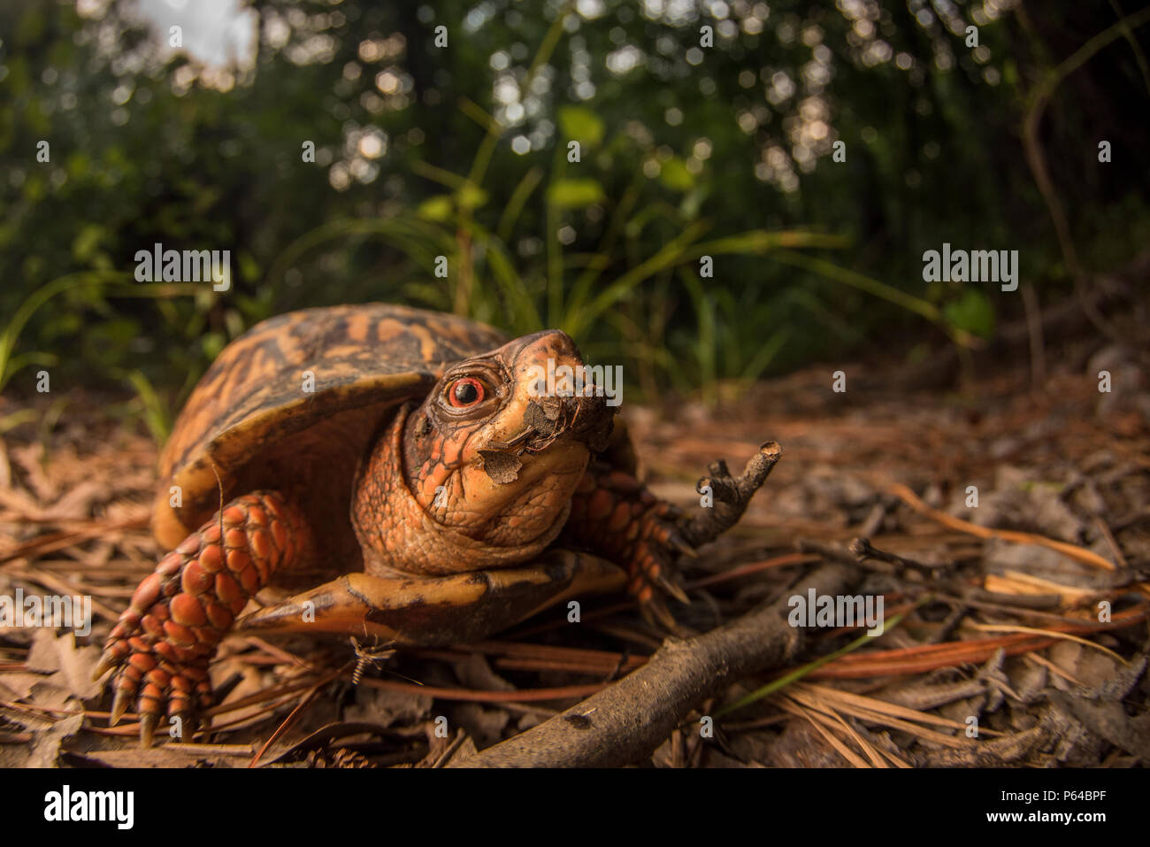 A common box turtle (Terrapene carolina) making its way along the ...