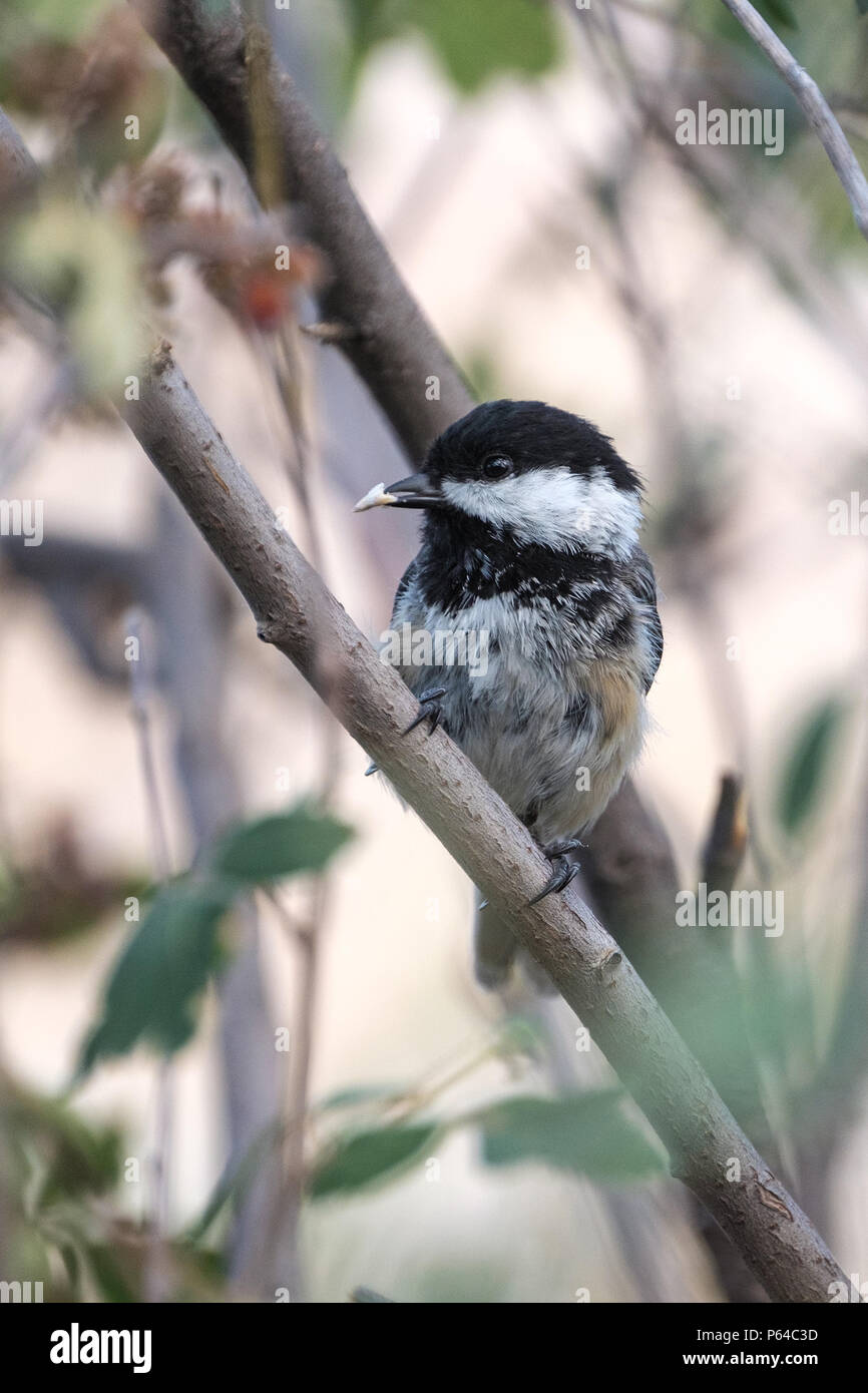 Chickadee Snack