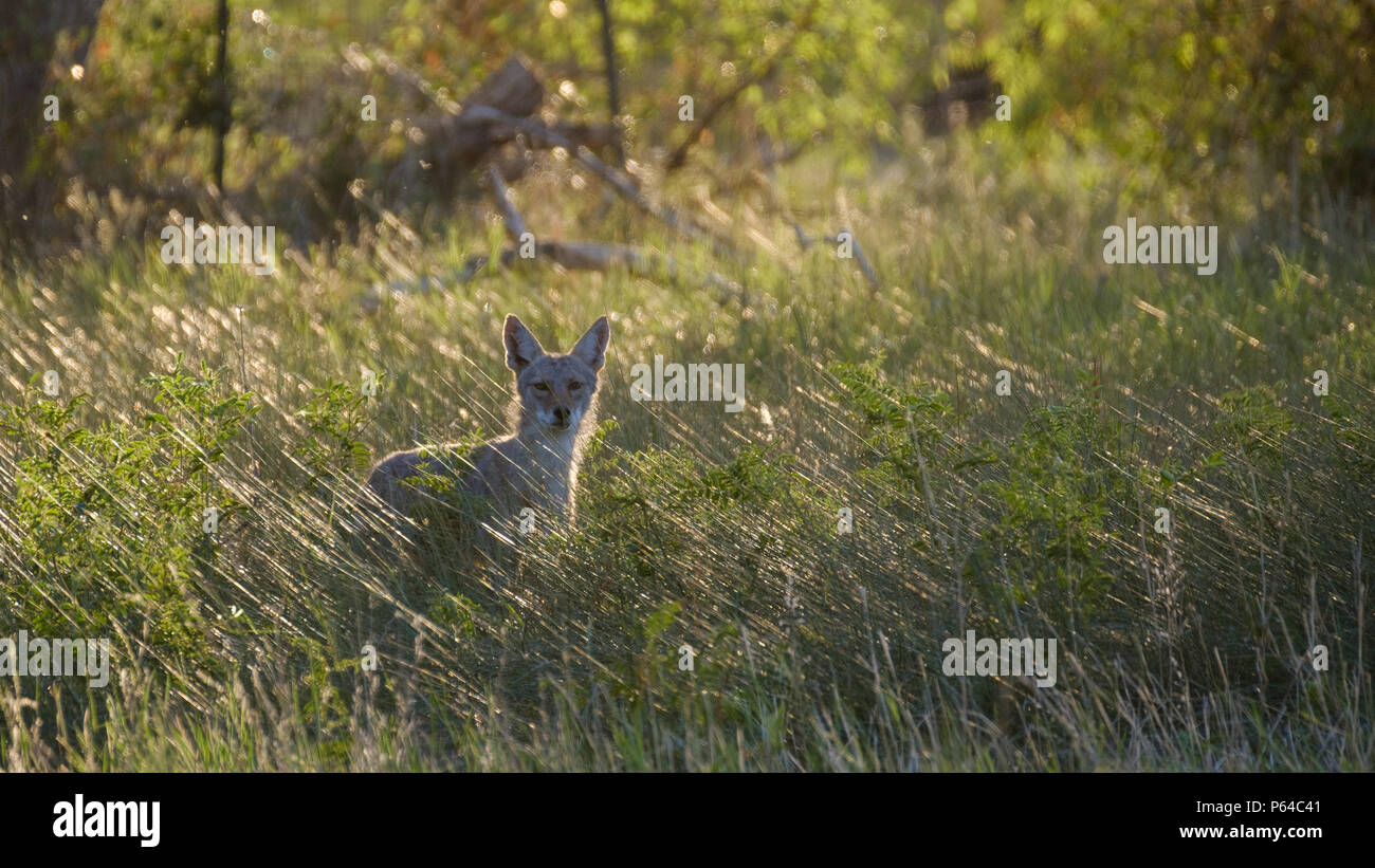 Backlit coyote at sunset Stock Photo - Alamy