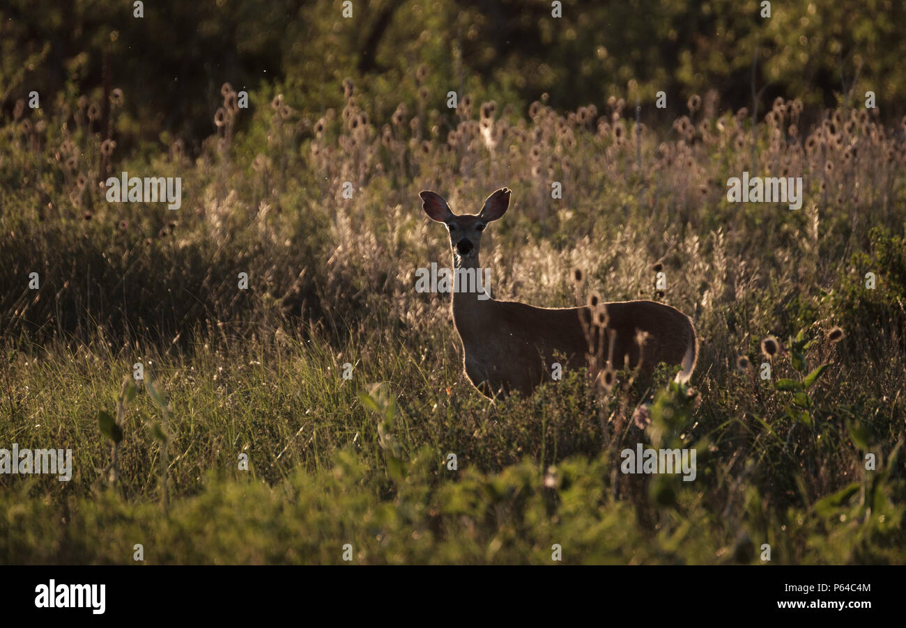 Backlit whitetail deer hi-res stock photography and images - Alamy