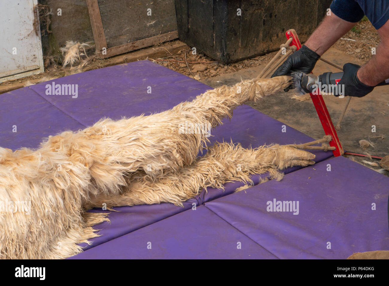 Shearing alpaca peru hi-res stock photography and images - Alamy