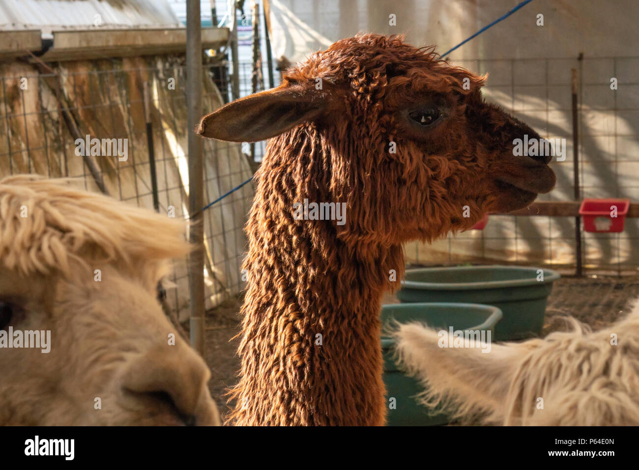 Shearing alpaca peru hi-res stock photography and images - Alamy