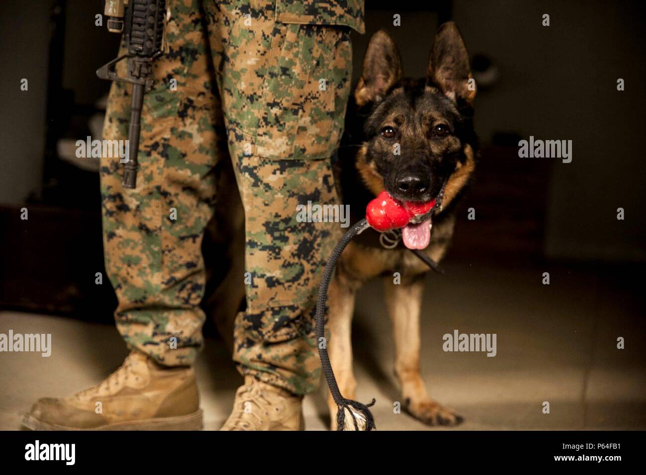Patrol Explosive Detection Dog Uno plays with a toy as a reward for ...