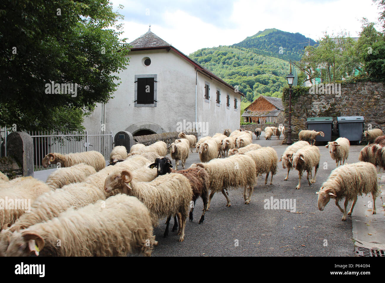 Transhumance in Bilhères (France Stock Photo - Alamy