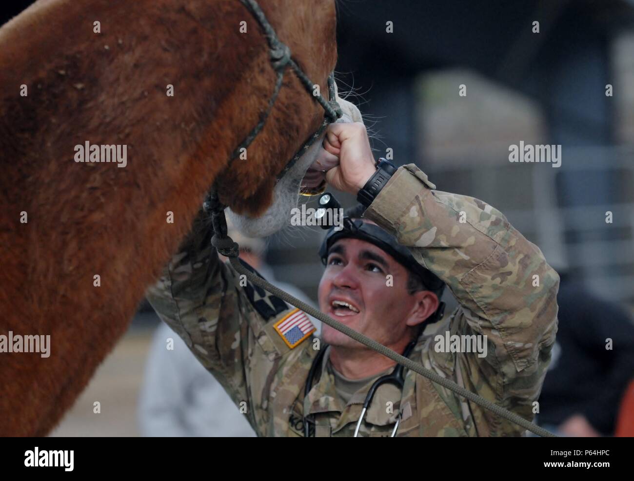 Us army veterinary corps hi-res stock photography and images - Alamy
