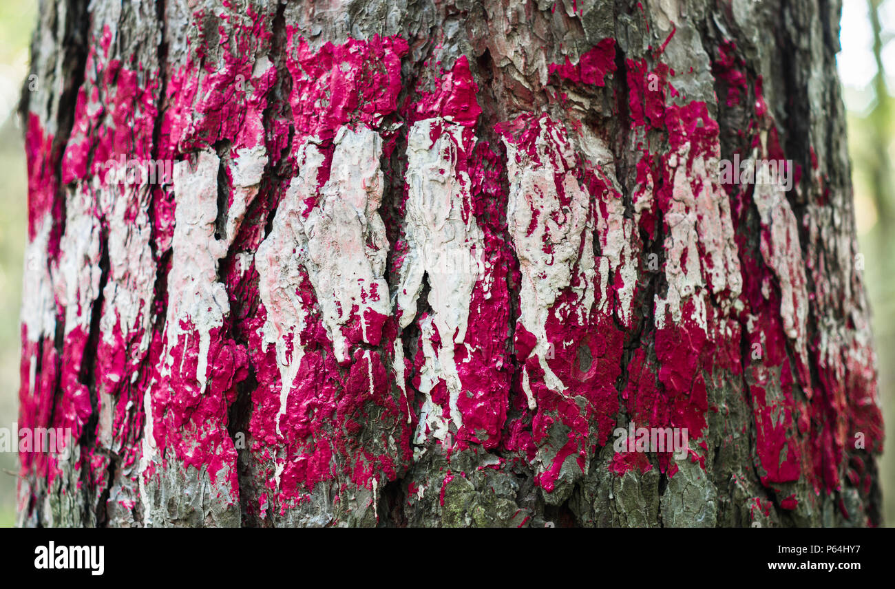 Light colored bark hi-res stock photography and images - Alamy