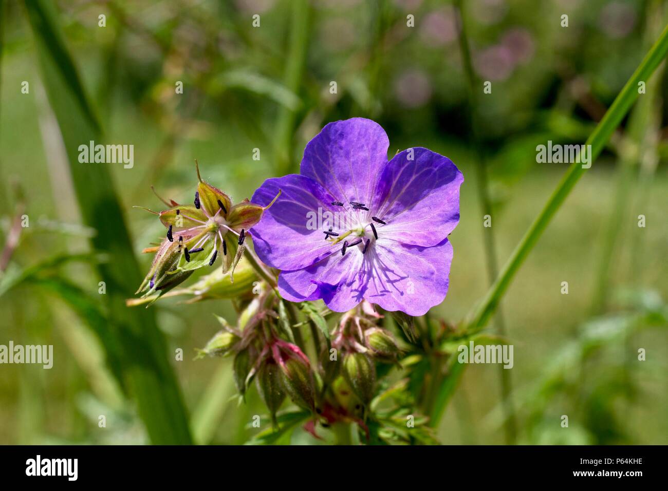 Himalayan cranesbill 'Gravetye', Geranium himalayense 'Gravetye' Stock ...