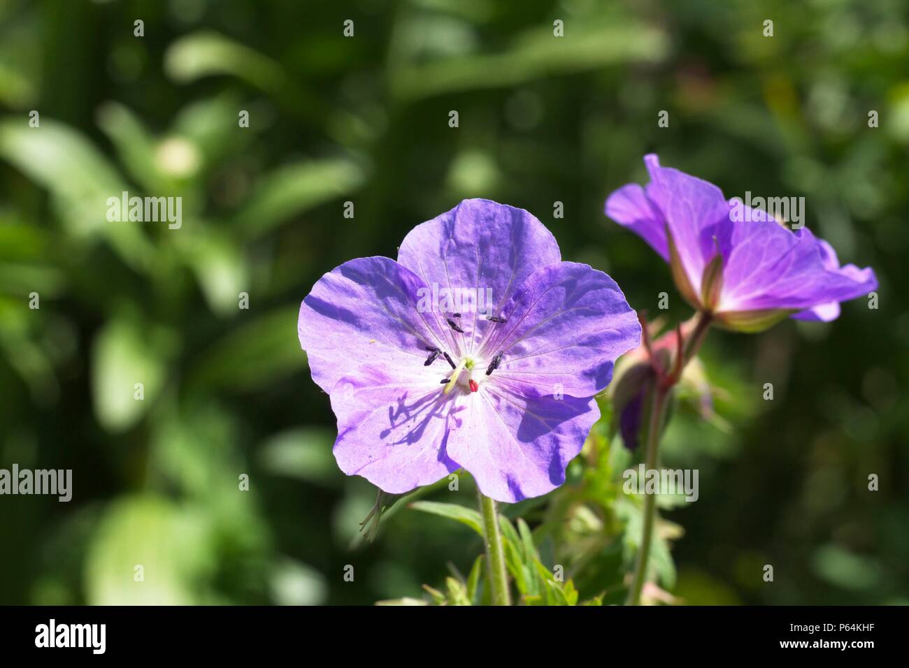 Himalayan cranesbill 'Gravetye', Geranium himalayense 'Gravetye' Stock ...