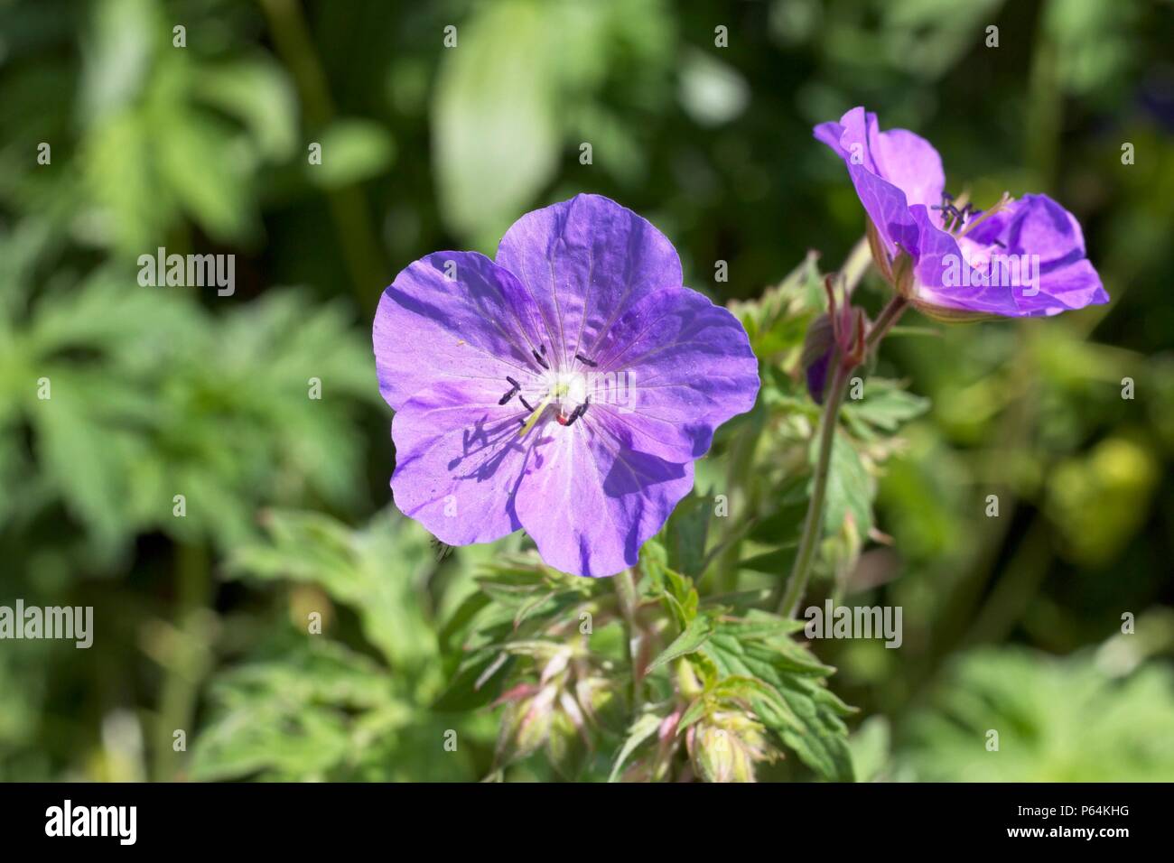 Himalayan cranesbill 'Gravetye', Geranium himalayense 'Gravetye' Stock ...