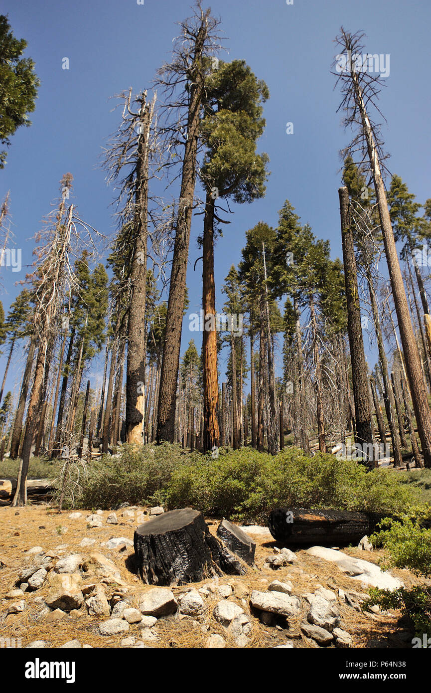 USA, California, Yosemite, death and live tree cycle Stock Photo - Alamy