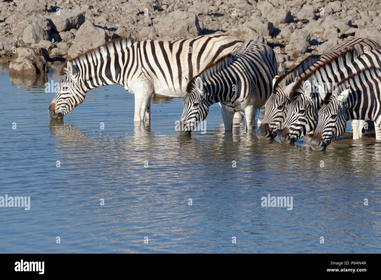 Group of wild animals drinking water hi-res stock photography and ...