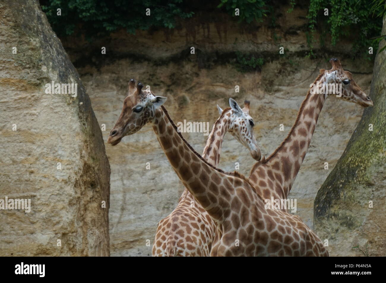 Three giraffes necks crossing each other path in the troglodyte zoo of ...
