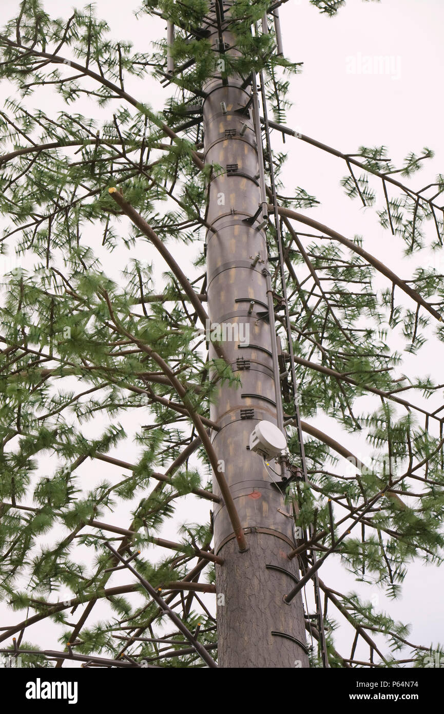 A mobile phone mast made to look like a tree Stock Photo - Alamy
