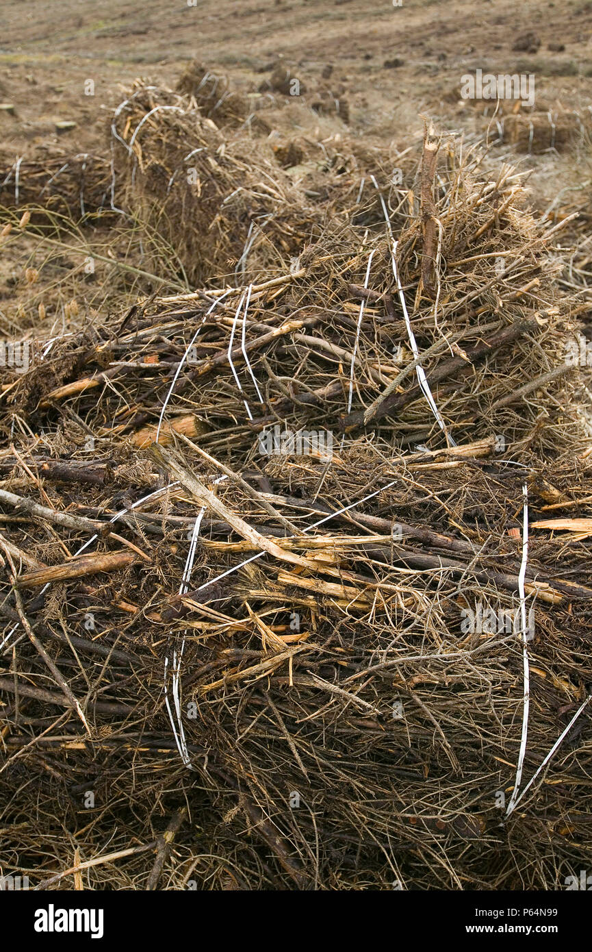 Baleing hi-res stock photography and images - Alamy