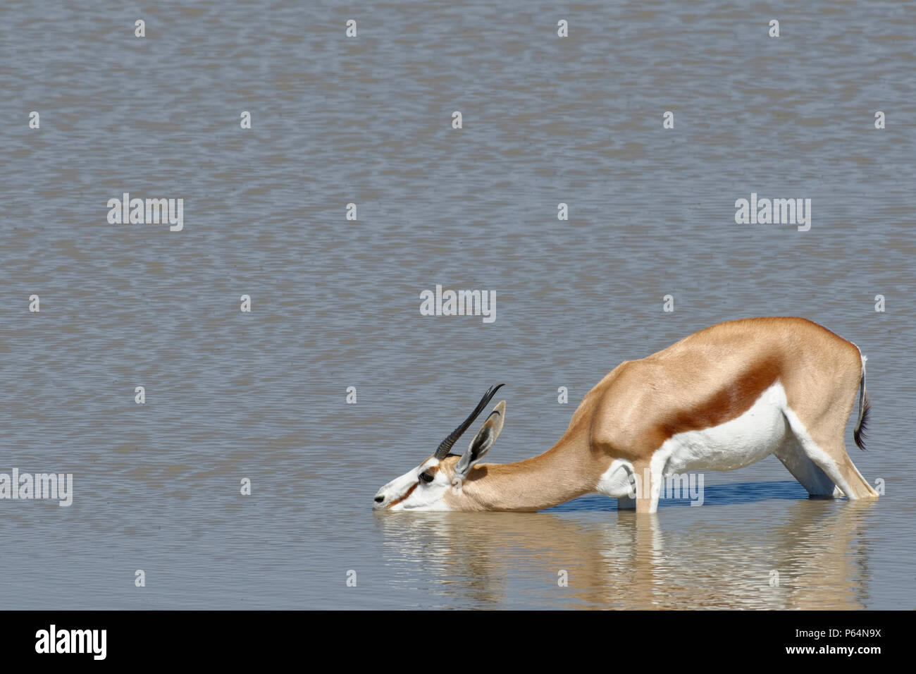 Adult springbok drink water in hi-res stock photography and images - Alamy