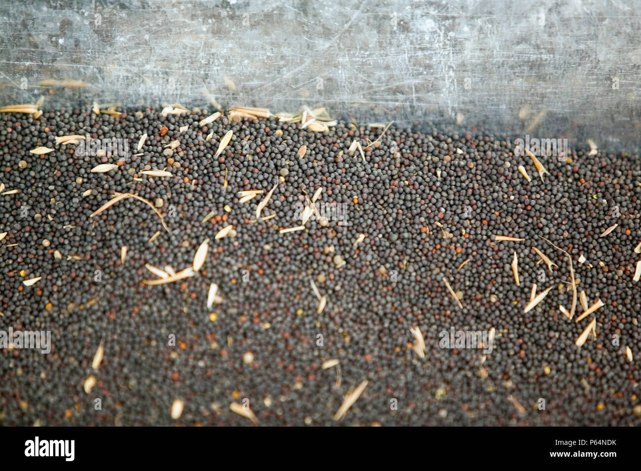 Oil seed rape seeds harvested to make bio diesel Stock Photo - Alamy