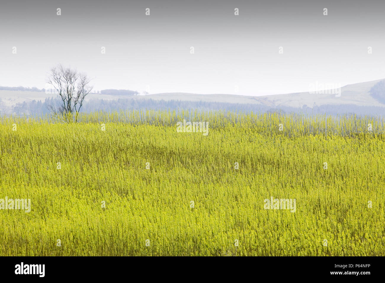 Willow being grown as a biofuel crop next to E.ON's biofuel power ...