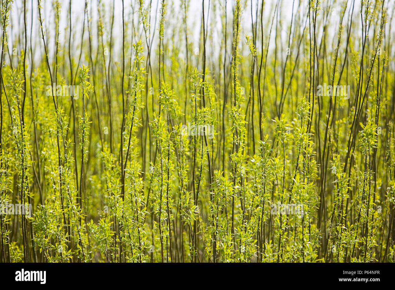 C02 emission hi-res stock photography and images - Alamy