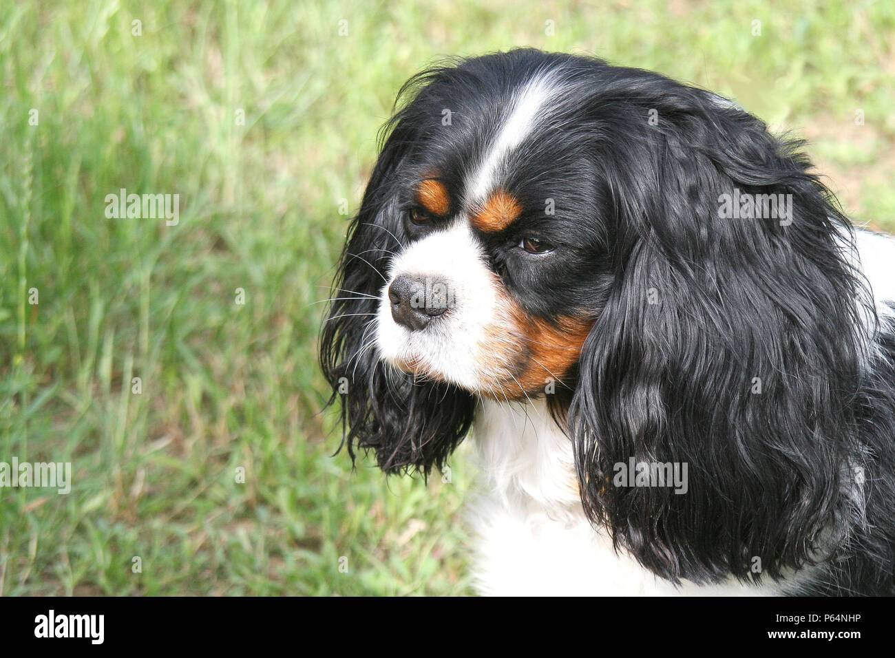Cavalier King Charles Spaniel close-up portrait Stock Photo - Alamy