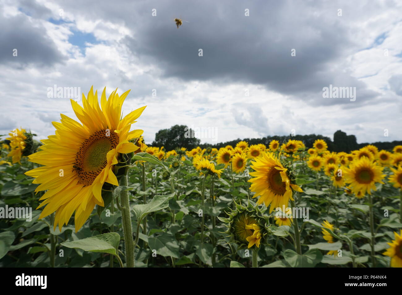 A lone bee flying to land on the sunflowers field in the country on a ...