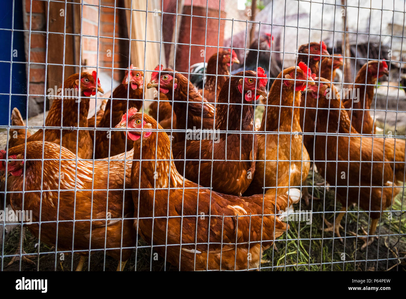 Many chicken hens are walking and looking at the camera, waiting for ...