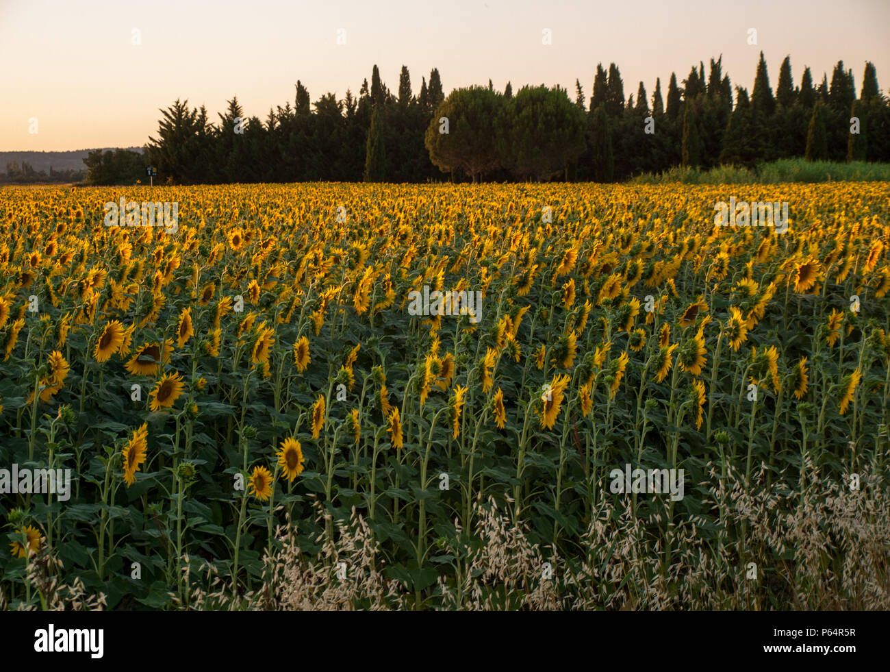 Field with flowers near arles hi-res stock photography and images - Alamy