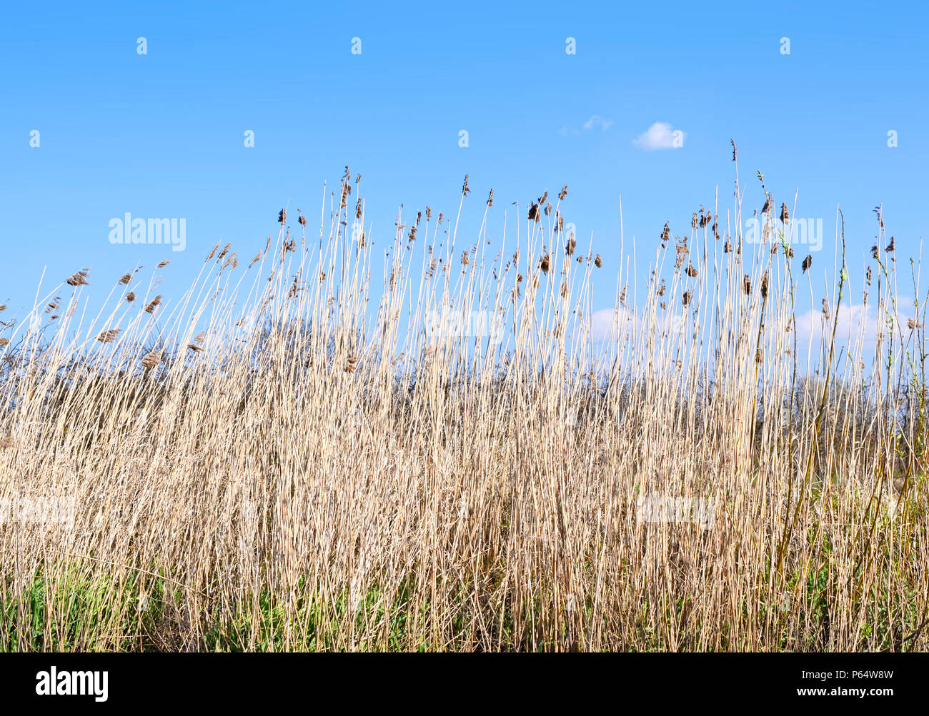 Reeds at a riverside with blue sky and copy space Stock Photo - Alamy