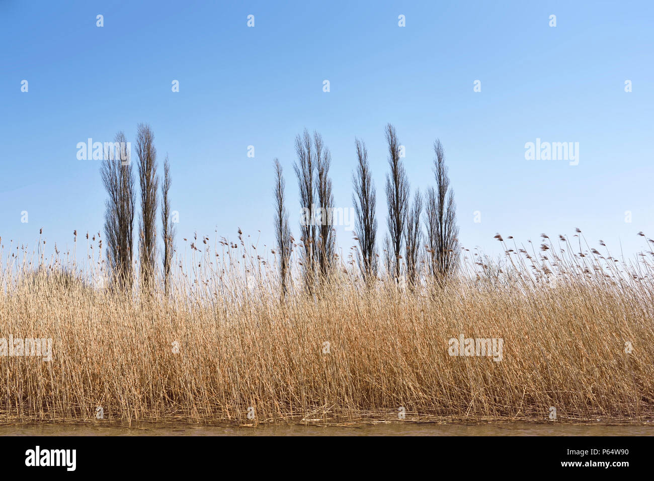 Reeds at a riverside with blue sky and copy space Stock Photo - Alamy