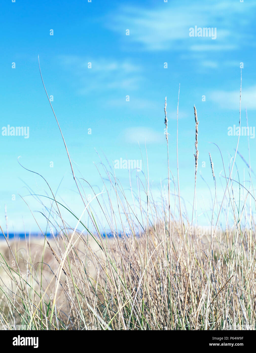 Reeds at the beach, summer holiday background, tranquuil sea scene ...