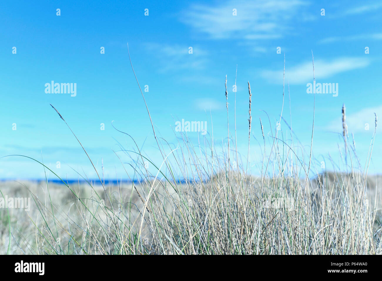 Reeds at the beach, summer holiday background, tranquuil sea scene ...