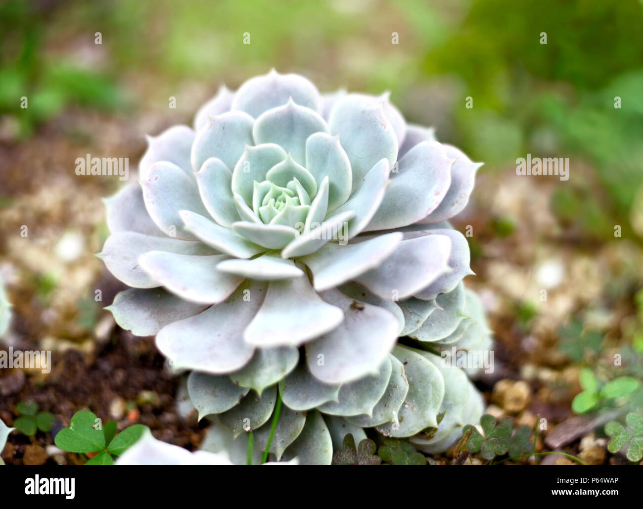 Perennial succulent succulents garden plant plants hi-res stock ...
